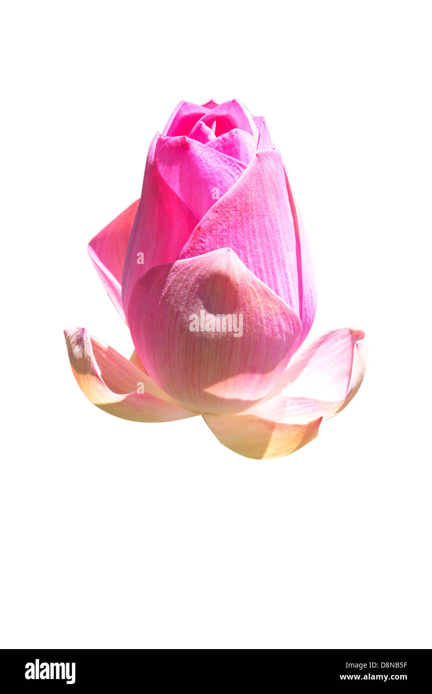 Beautiful lotus lotus flower isolated on white background Stock Photo ...