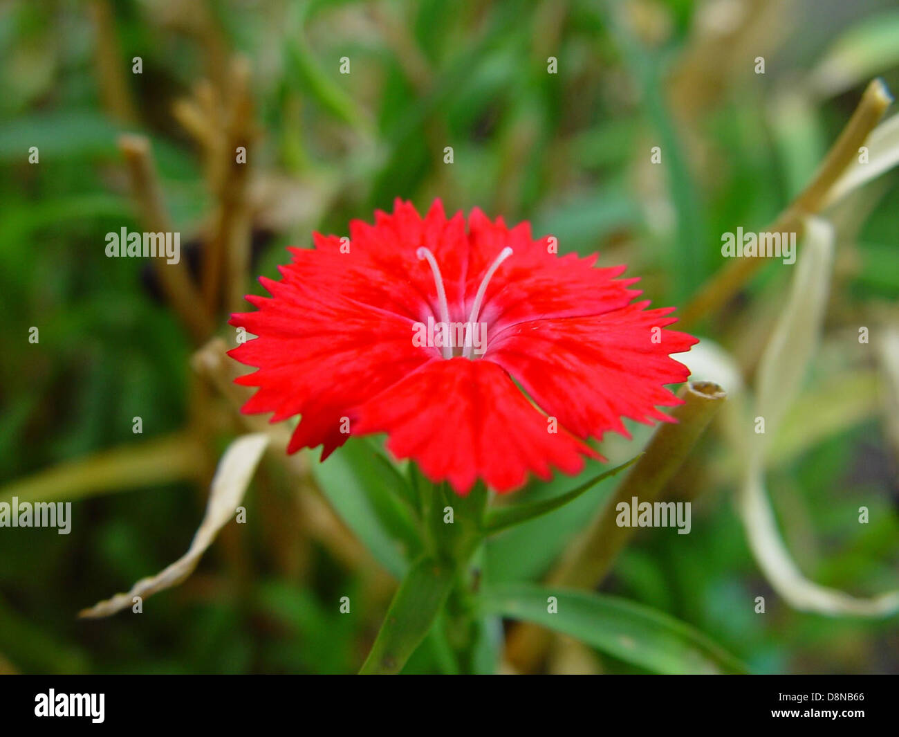 A bright red flower partially concealed by an object, resembling the ...