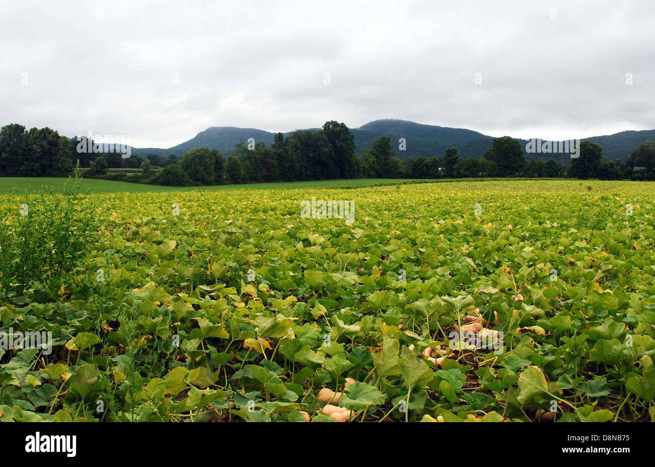 The Holyoke range mountains meadow Stock Photo - Alamy