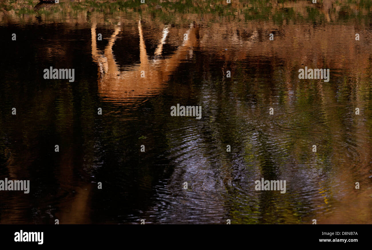 Reflection of a spotted deer Stock Photo - Alamy