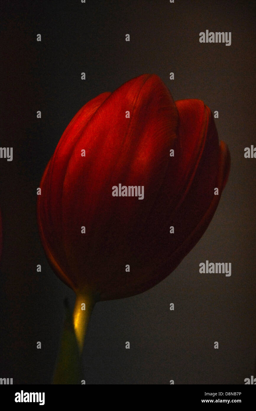 Moody Red Tulip Stock Photo - Alamy