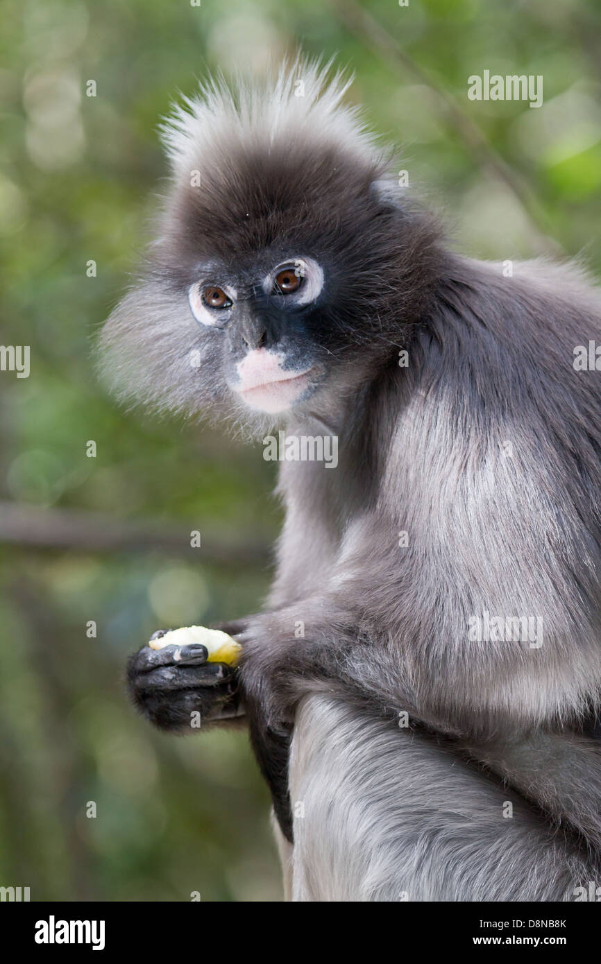 Spectacled Langur Monkey Stock Photo - Alamy