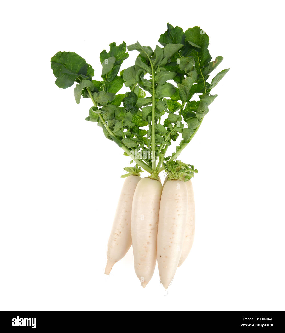 Small radish raphanus sativus var sativus hi-res stock photography and ...
