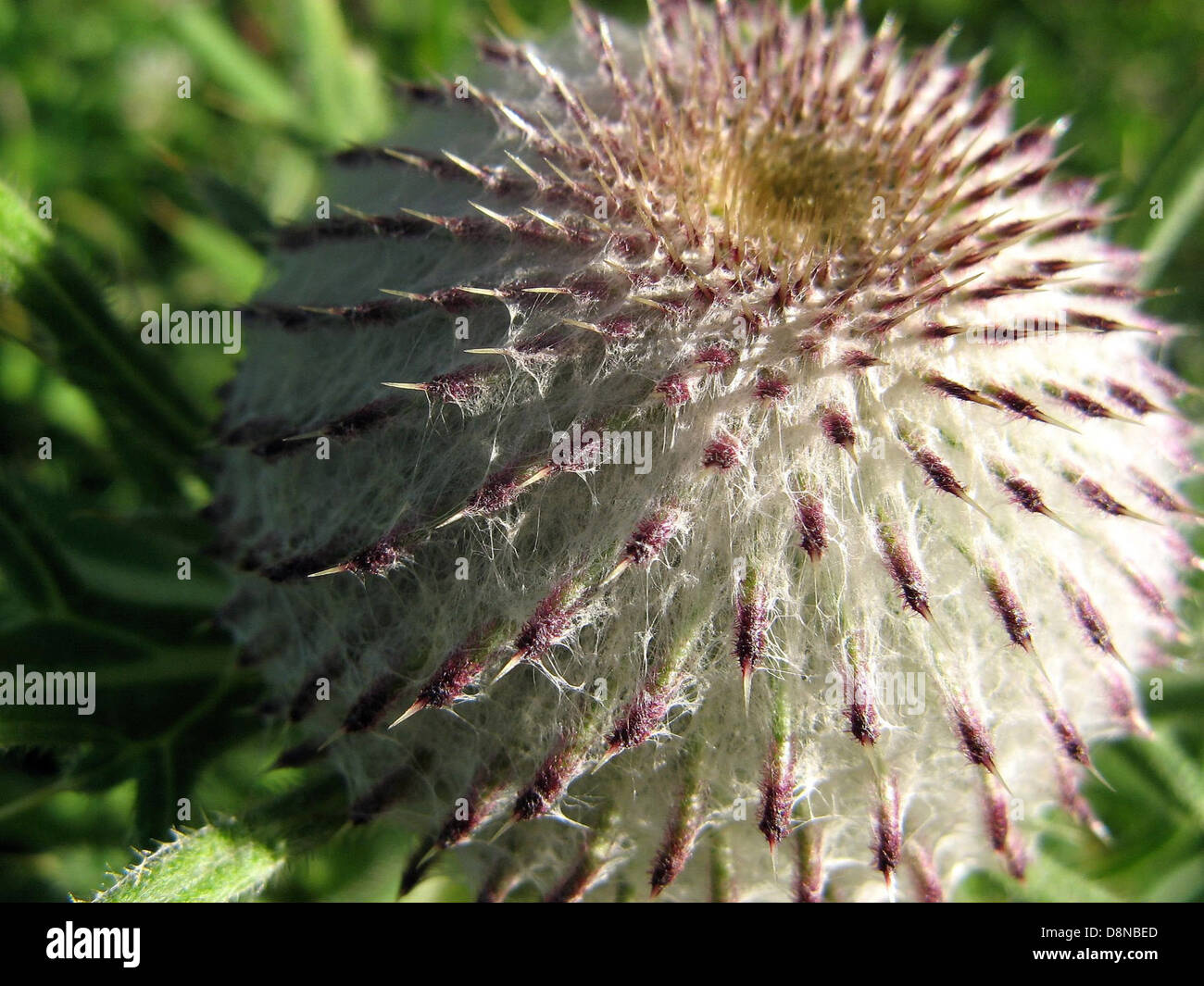 A close-up view of a thorn on a plant. The sharp, pointed structure is ...