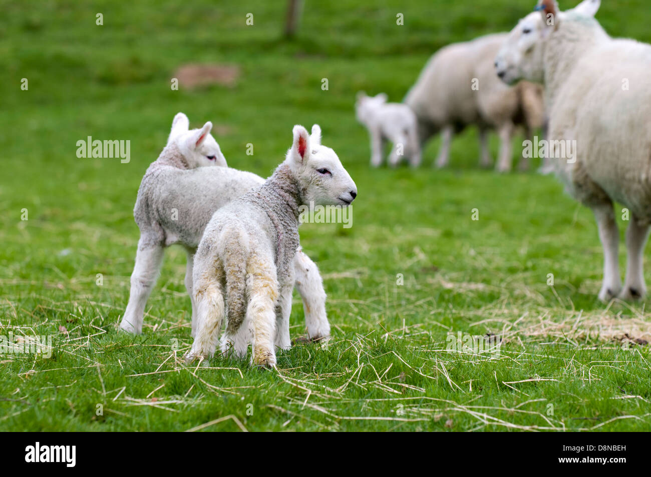 Spring in scotland hi-res stock photography and images - Alamy