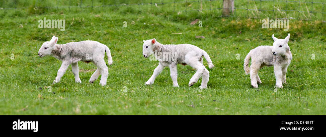 Panoramic photo of three new born white lambs in a row against green ...