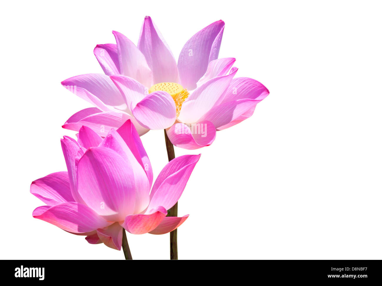 Beautiful lotus lotus flower isolated on white background Stock Photo ...