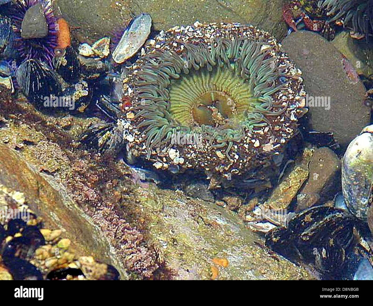A variety of small marine creatures found in a tidepool, including sea ...