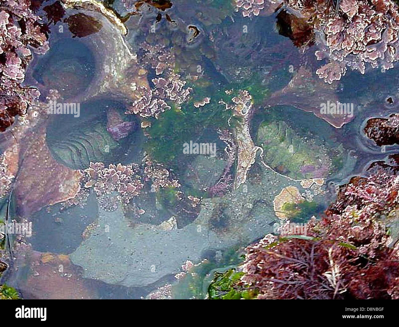 A tidepool filled with clear water, showcasing various species of ...