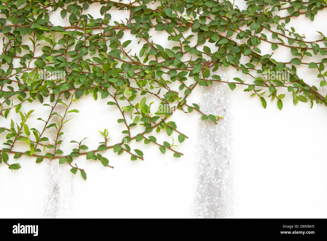 Climbing fig tree and white wall old Stock Photo - Alamy