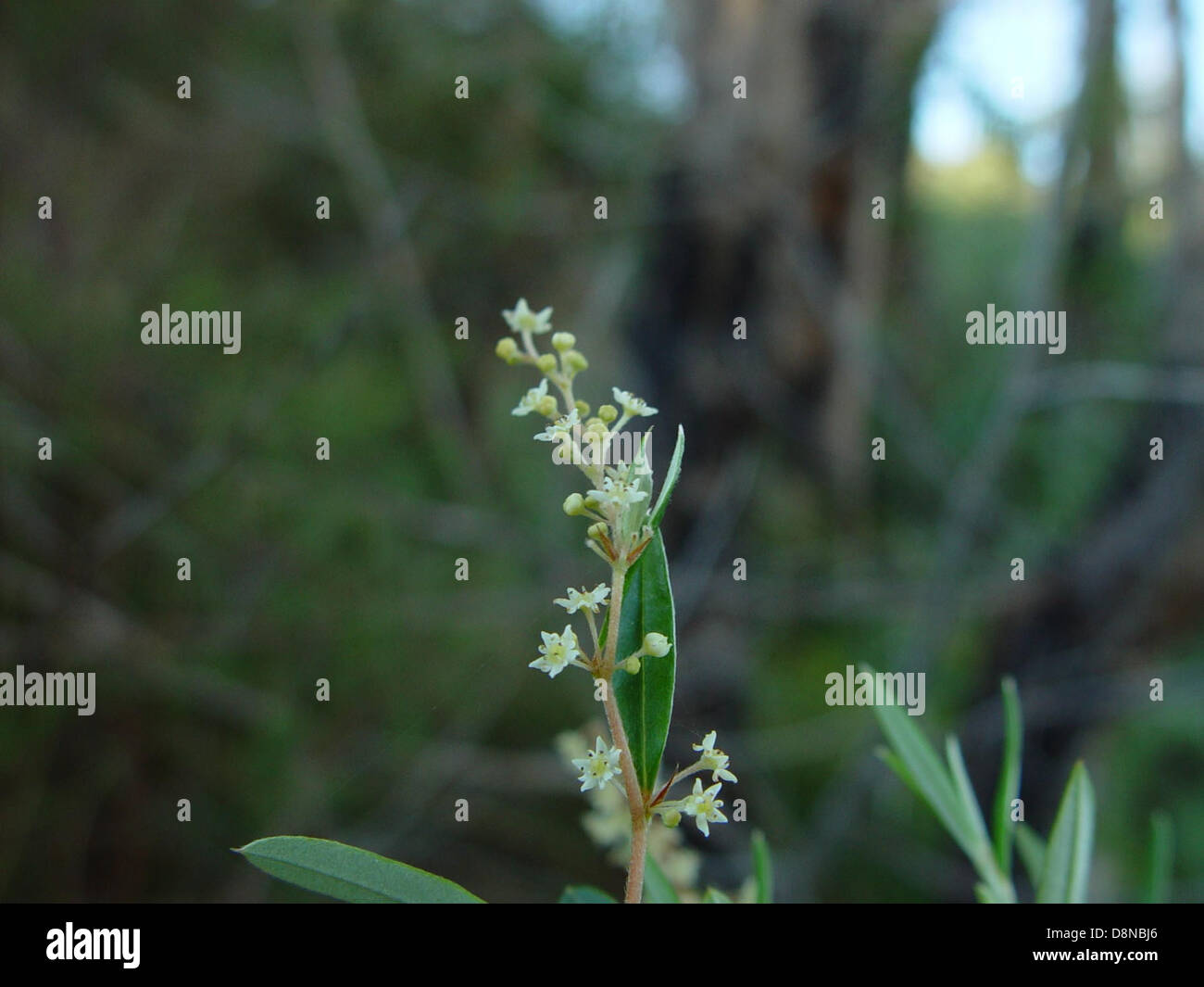 A collection of tiny, delicate native flowers in bloom, showcasing ...