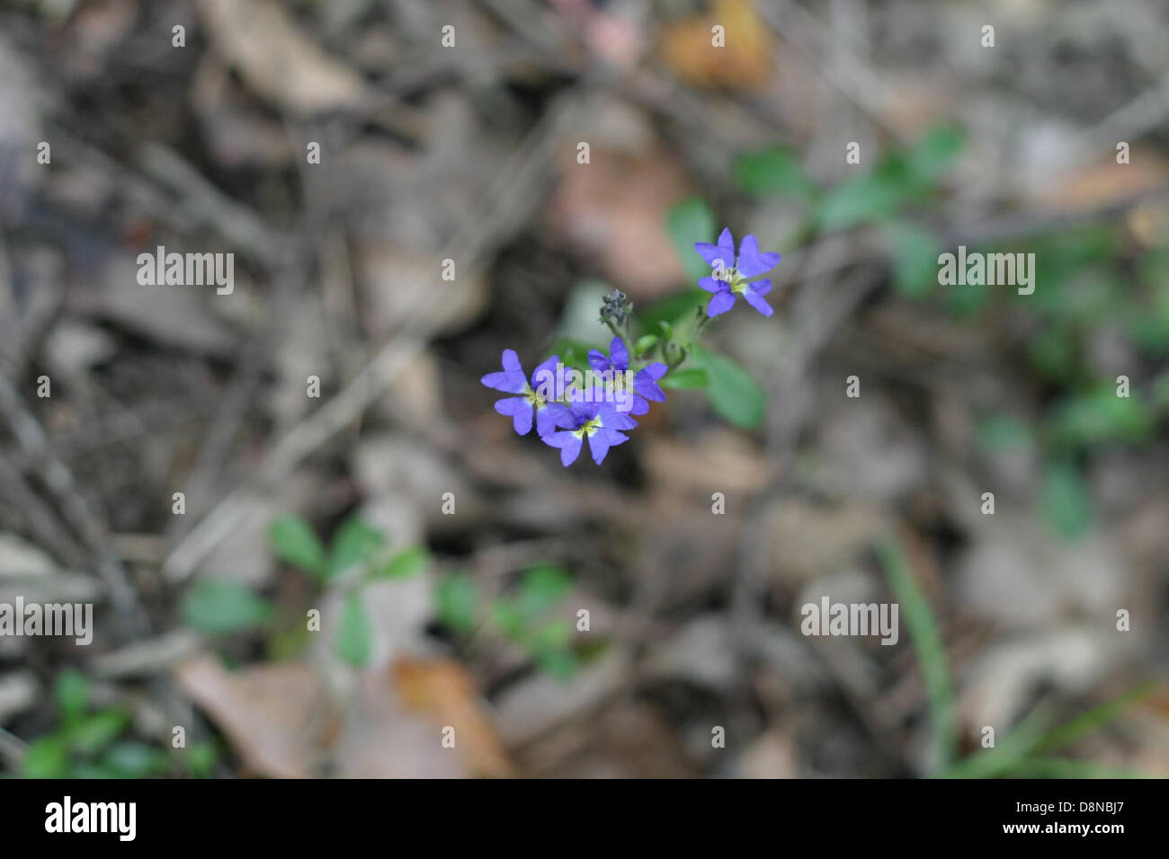 A close-up of tiny blue flowers growing against a dry, leafy backdrop ...