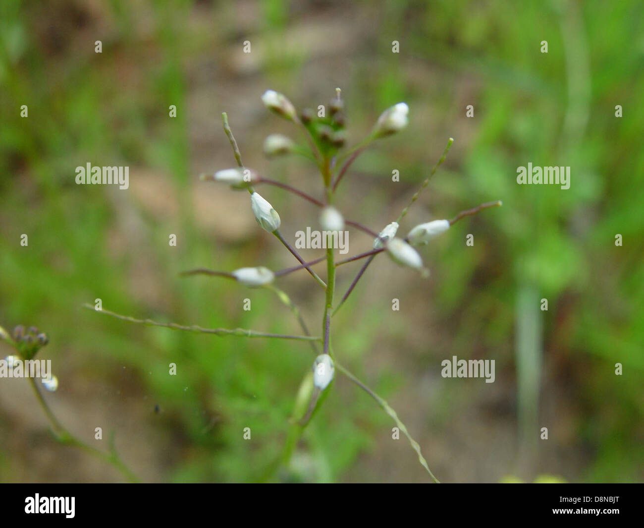 Small, native buds are shown in a natural setting, ready to bloom ...