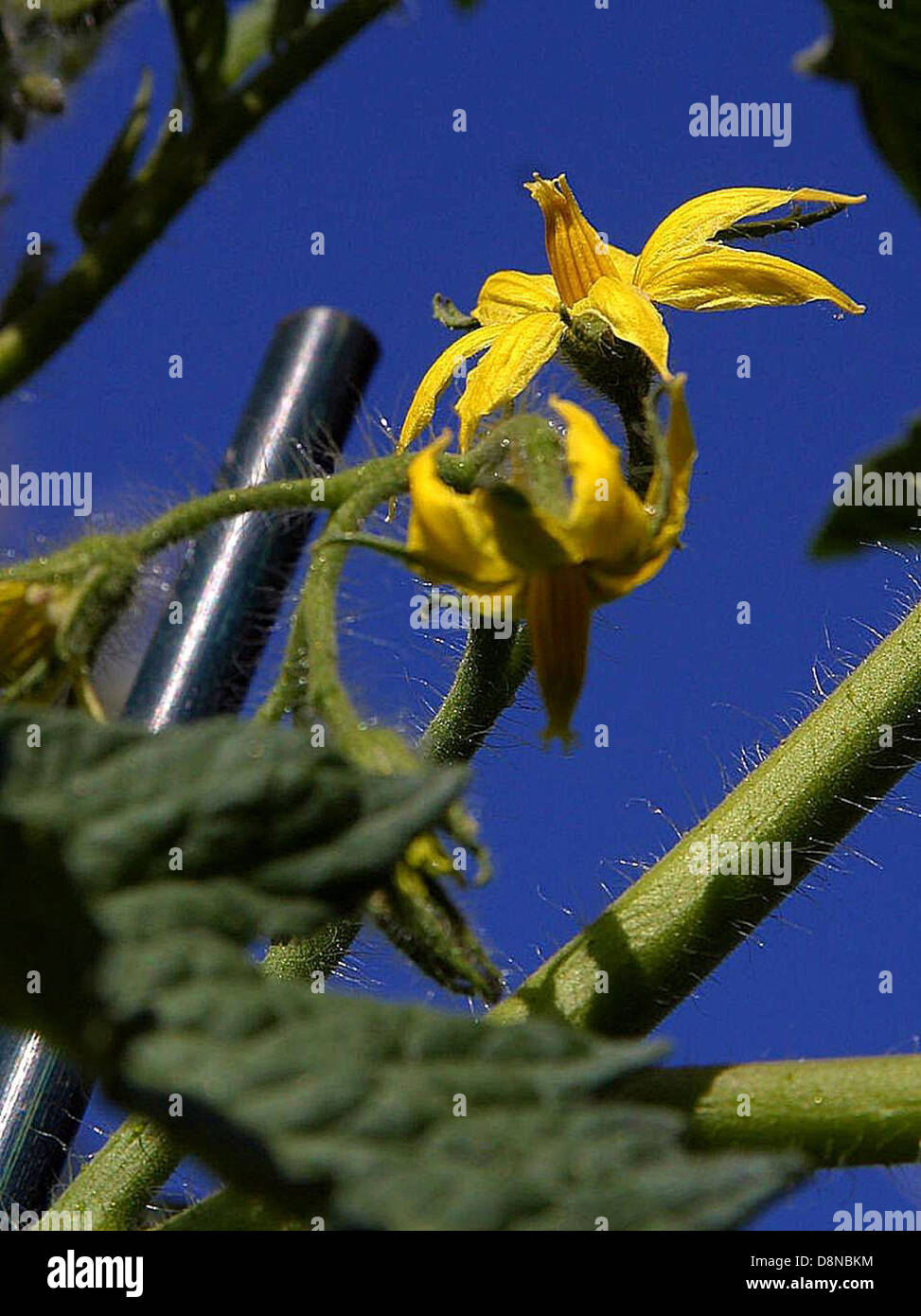 Tomato plants in bloom, displaying clusters of small yellow flowers ...