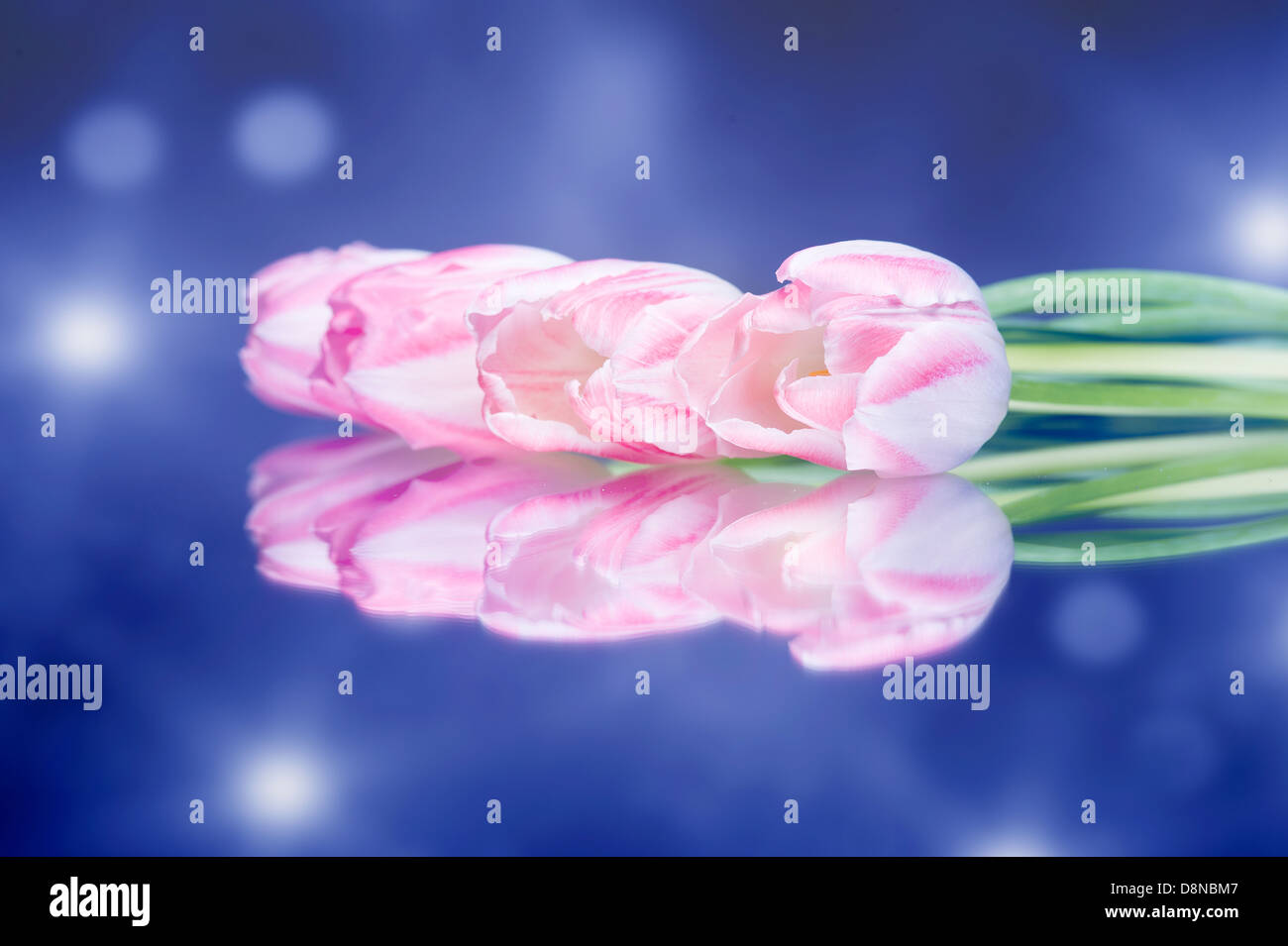 Beautiful pink tulips Stock Photo - Alamy