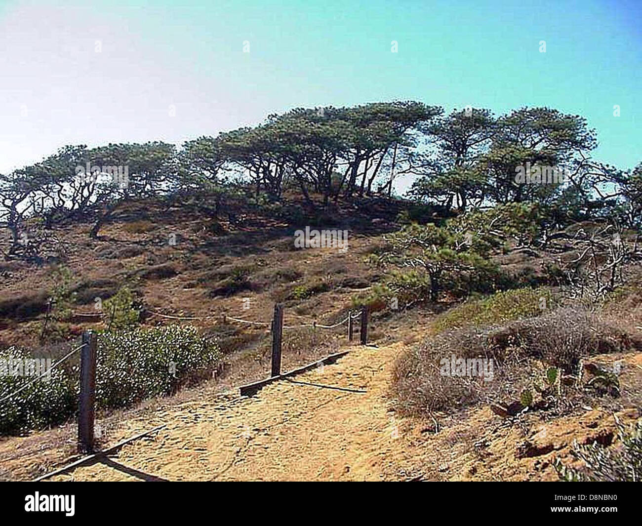 Torrey pines state park Stock Photo - Alamy