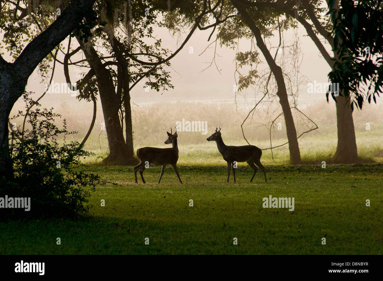Deer in the moody morning hi-res stock photography and images - Alamy