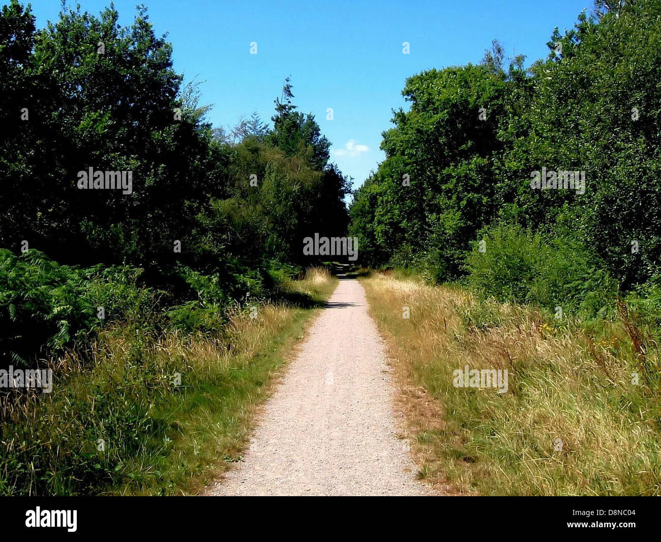 A natural trail winding through a forested area, surrounded by trees ...