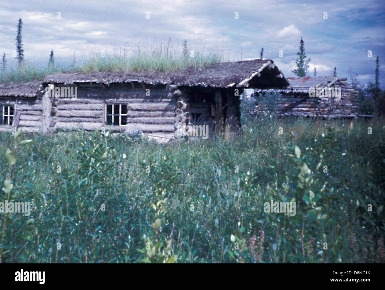 A rustic trapper cabin, typically made of logs, nestled in a wilderness ...