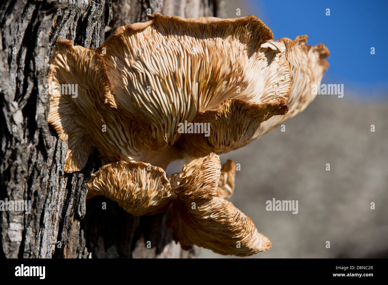 Mushroom growing on a tree trunk Stock Photo - Alamy
