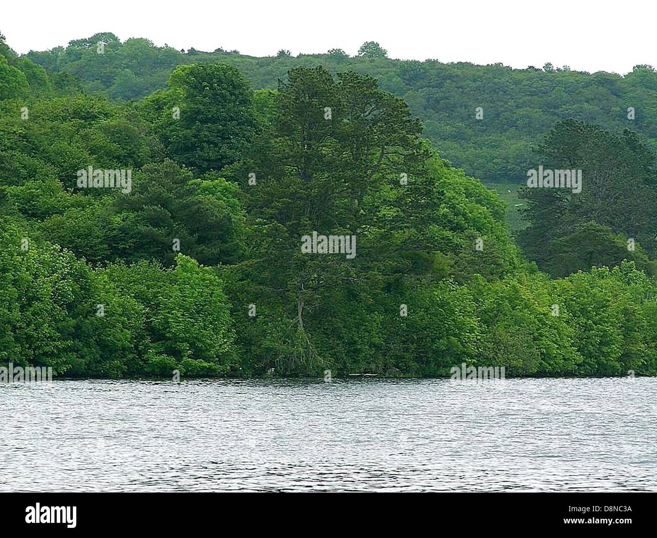 Tall trees line the riverbank, their roots partially submerged in the ...