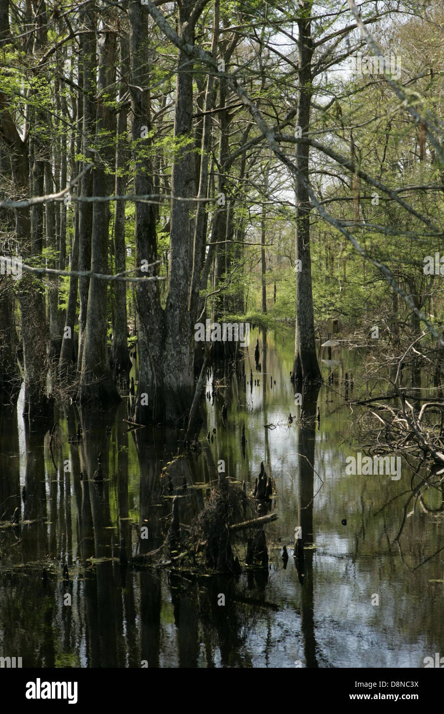 A tranquil swamp scene featuring trees growing in shallow water, with ...