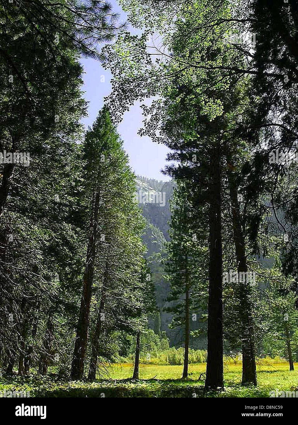 A scenic view of trees scattered across a lush meadow, with grasses and ...
