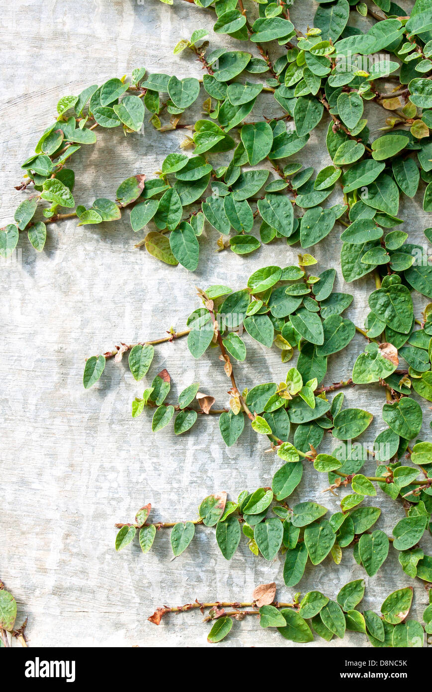 Climbing fig tree and white wall old Stock Photo - Alamy