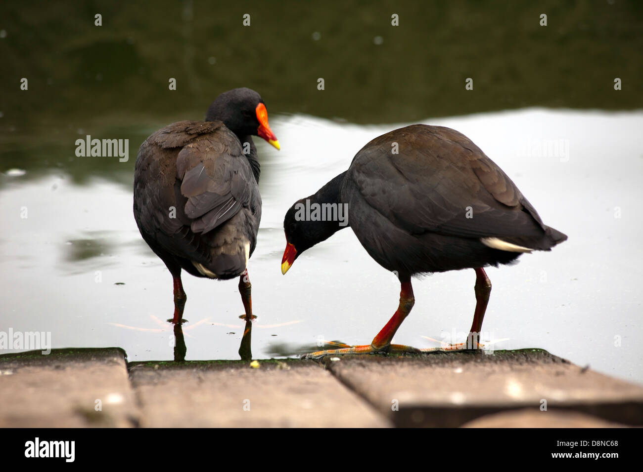 A pair of Dusky Moorhens are seen in Sydney, Australia Stock Photo - Alamy