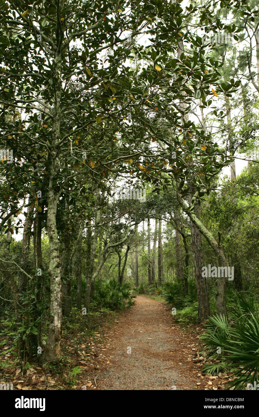This stock photo shows a scenic tree-lined trail, highlighting the ...