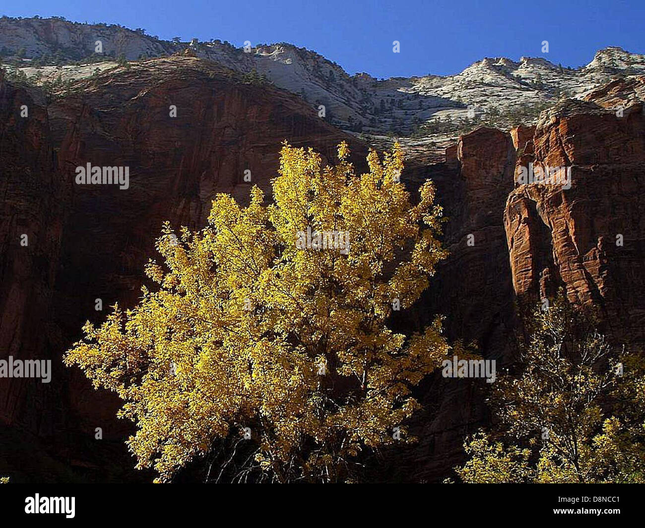 A tree stands tall in Zion National Park, showcasing its resilience in ...