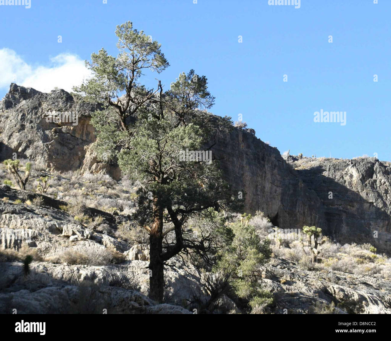 A solitary tree stands on a hillside in a mountainous region. The tree ...