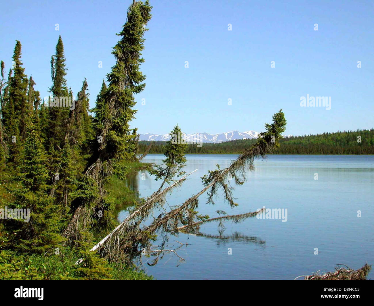 Tree over lake Stock Photo - Alamy
