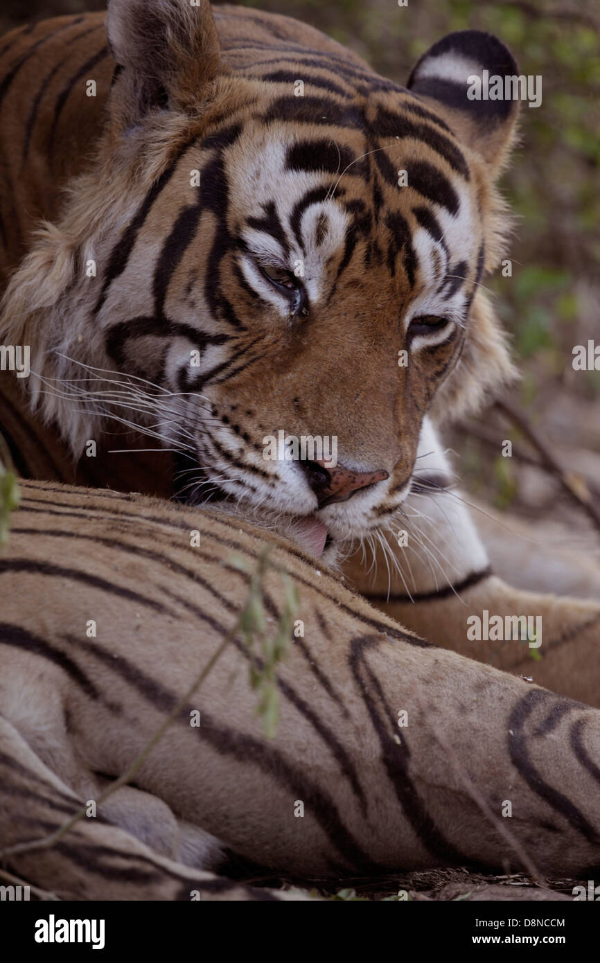 Portrait of a tiger Stock Photo - Alamy