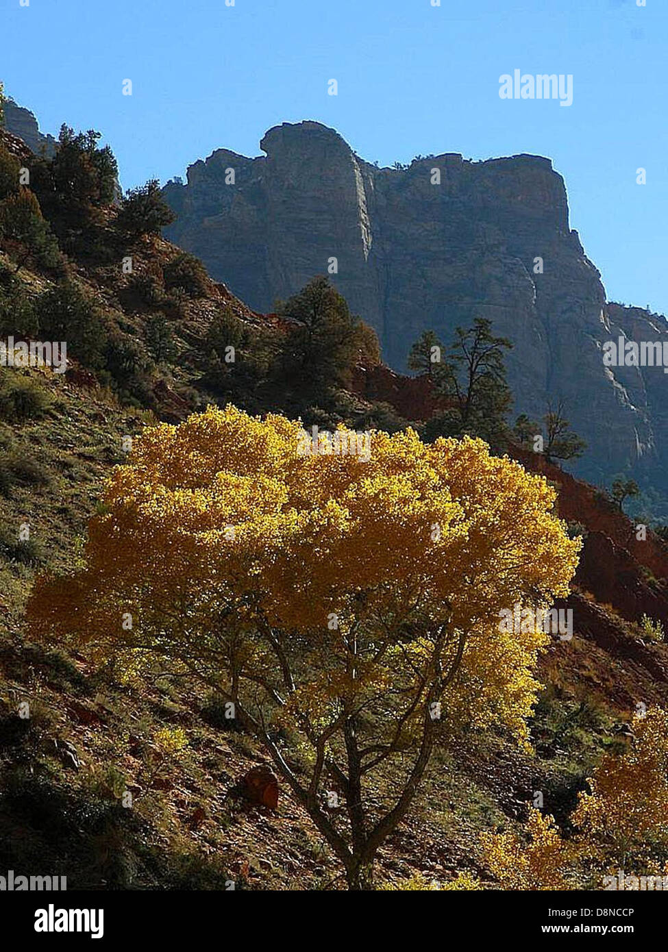 A solitary tree stands tall in Zion National Park, a famous natural ...