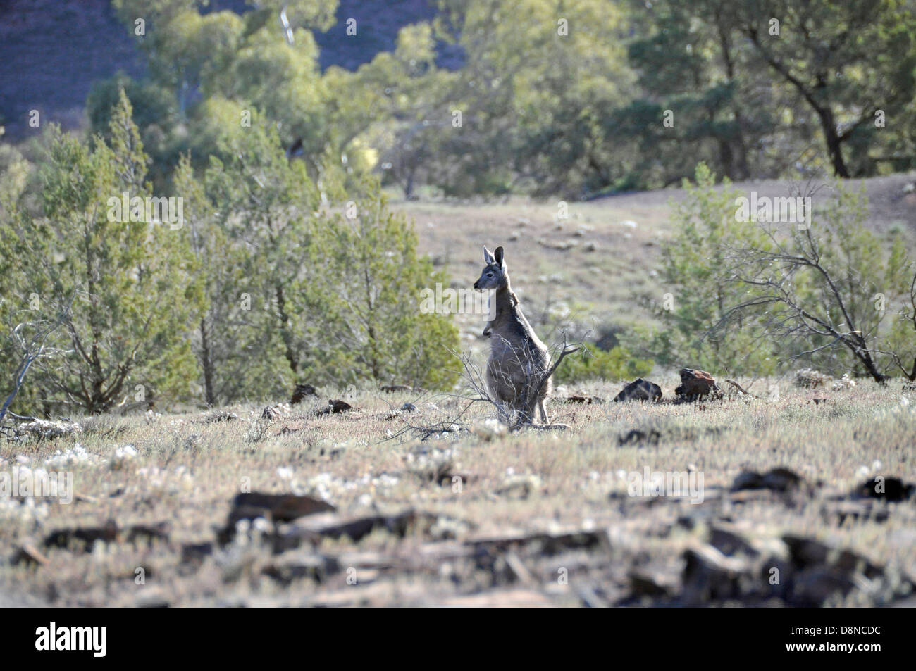 Flinders Rangers High Resolution Stock Photography and Images - Alamy