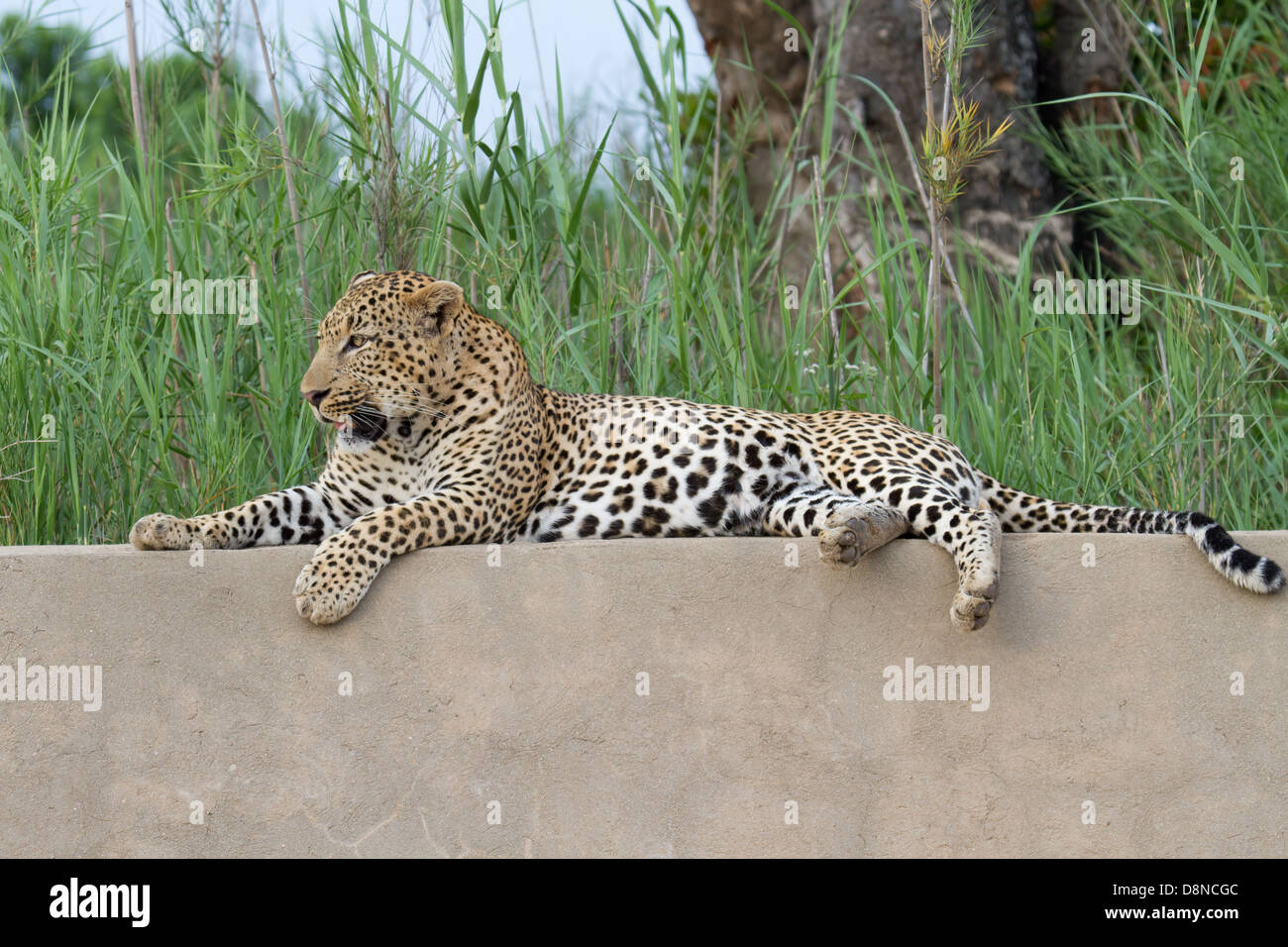 Powerful male leopard hi-res stock photography and images - Alamy