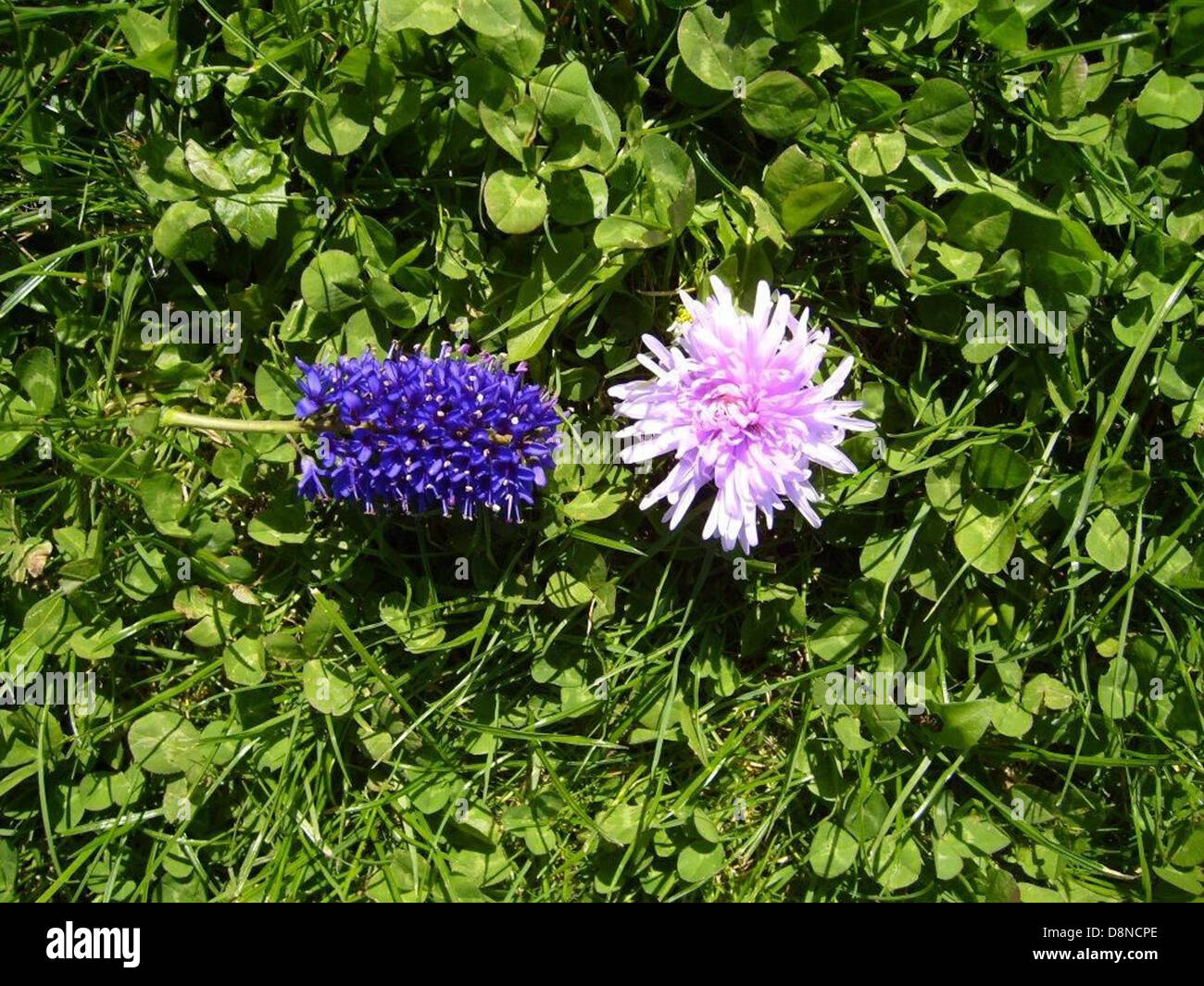 A simple image of two flowers in bloom, showcasing their colorful ...