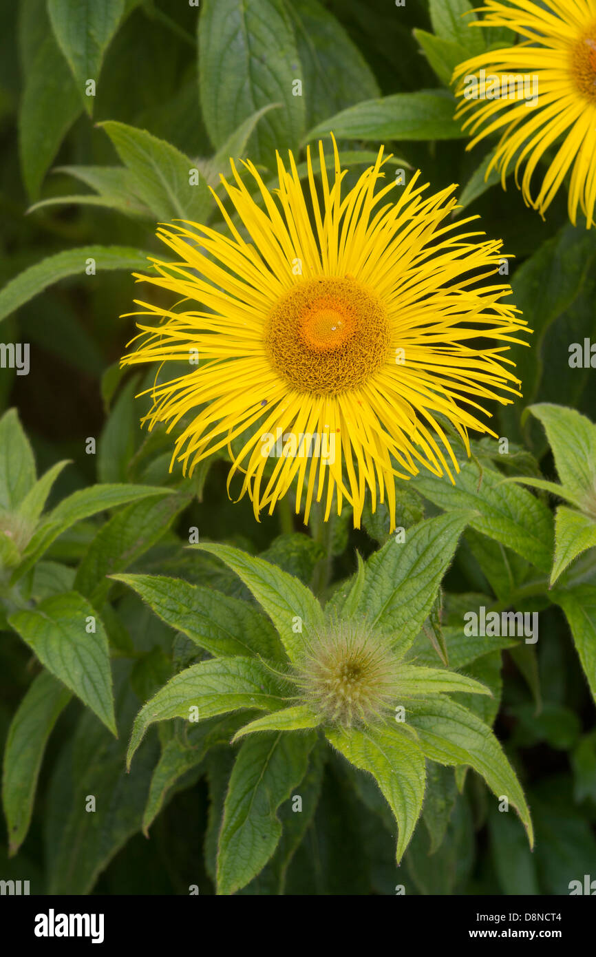 A beautiful yellow flower with leaf background Stock Photo - Alamy