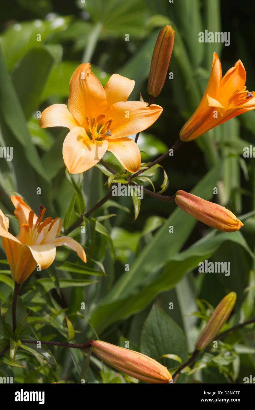 A beautiful Orange flower with leaf background Stock Photo - Alamy