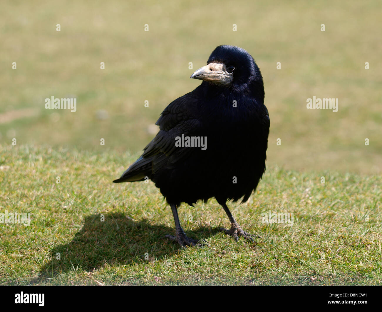 Rook, Corvus frugilegus, UK 2013 Stock Photo - Alamy