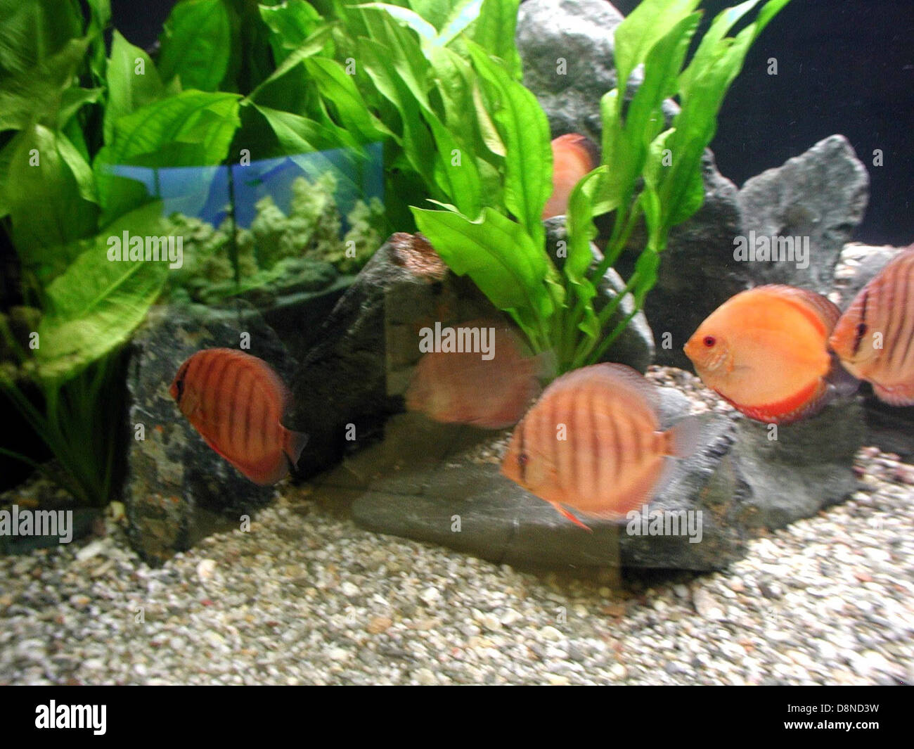 A view of ocean life underwater, capturing various marine species ...