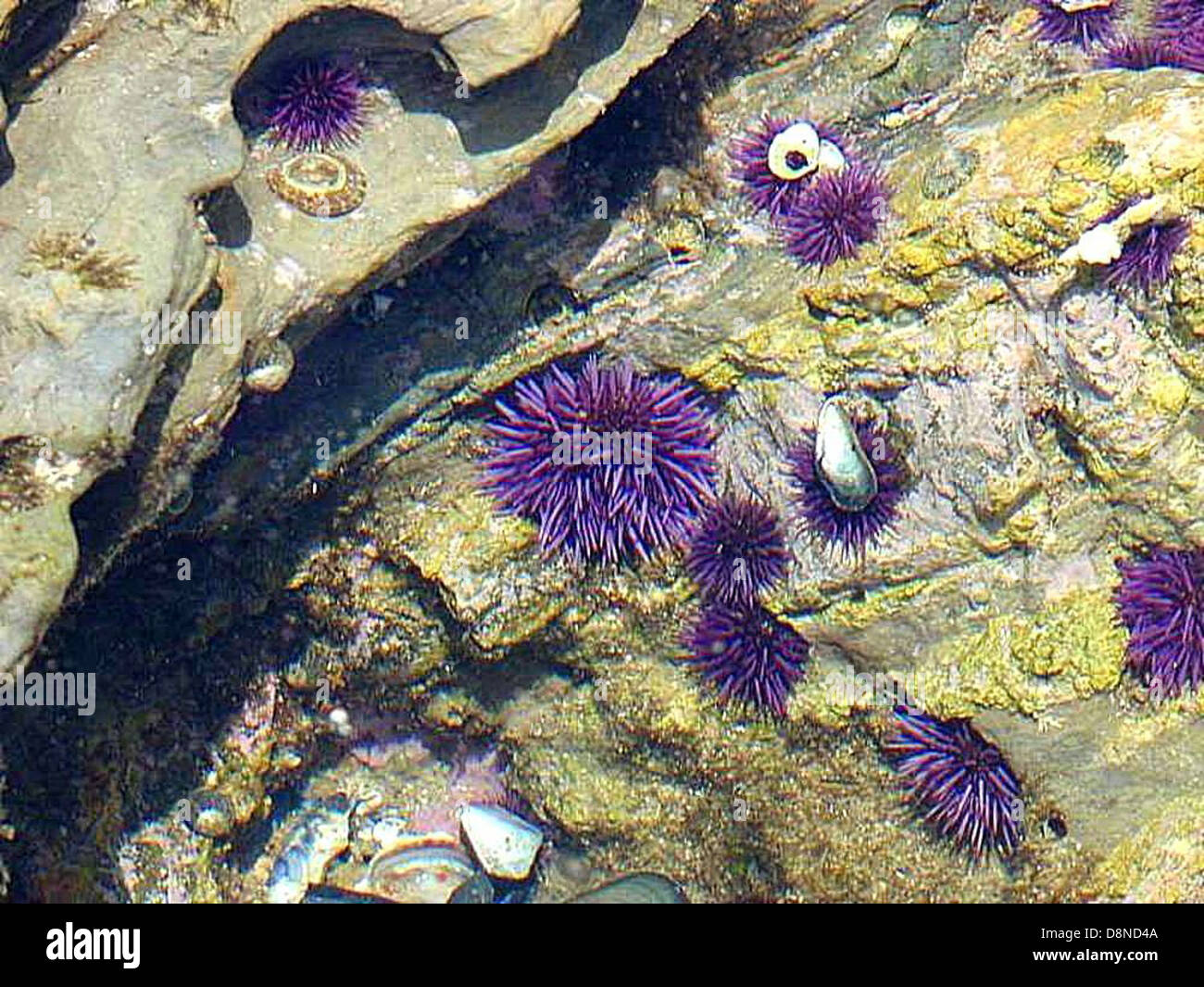 An underwater scene showing the natural beauty of marine life, with ...