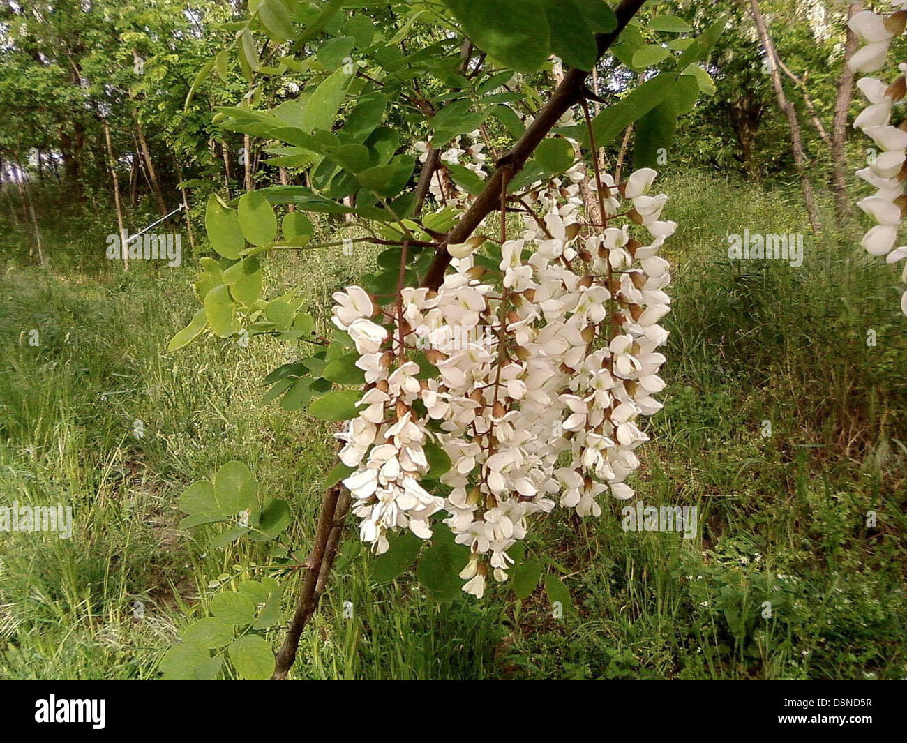 A close-up image of flowers from the Fabaceae family, featuring ...