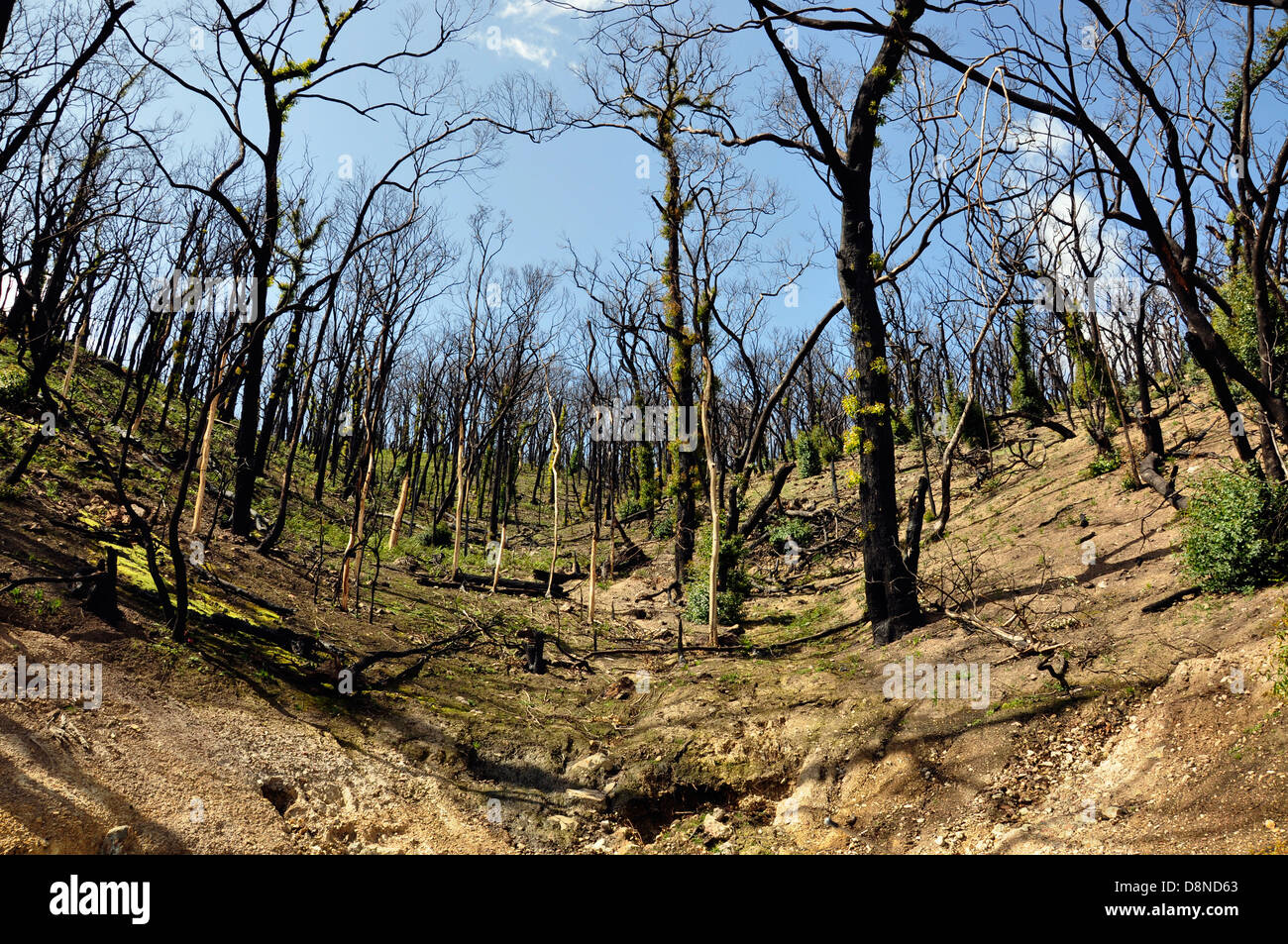 Blacken trees hi-res stock photography and images - Alamy