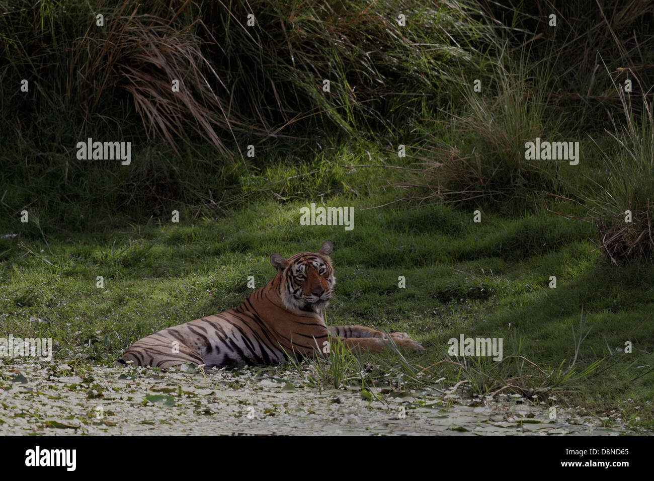 A tigress ashore Rajbag lake Stock Photo - Alamy