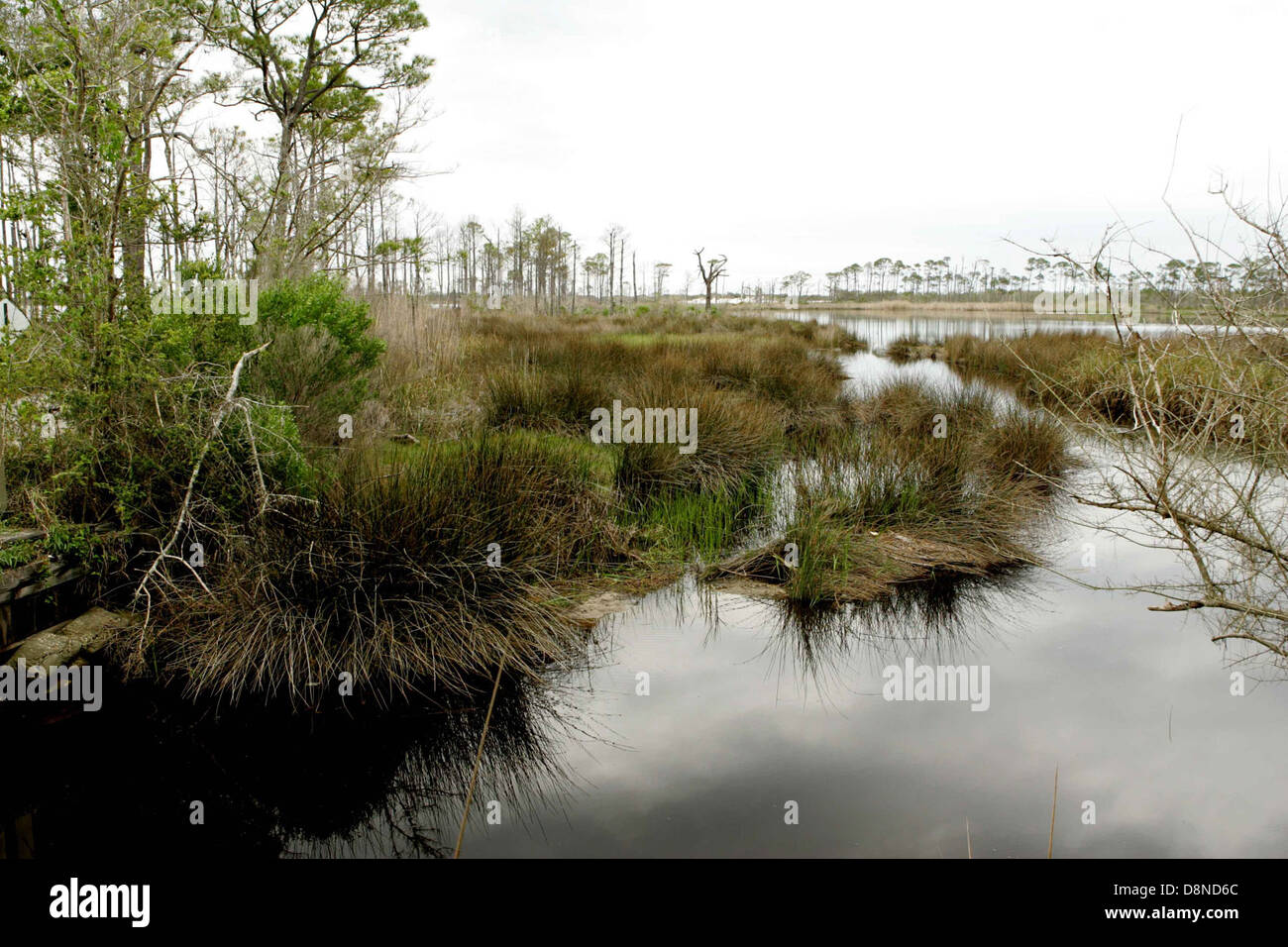 Unspoiled marshland features rich biodiversity and pristine wetland ...