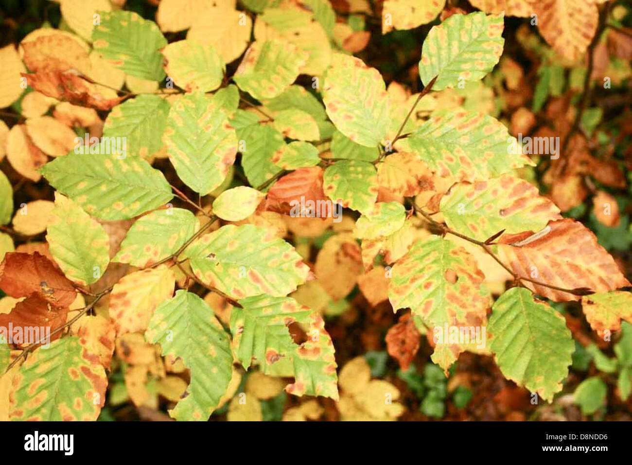 Showing diverse leaf shapes hi-res stock photography and images - Alamy