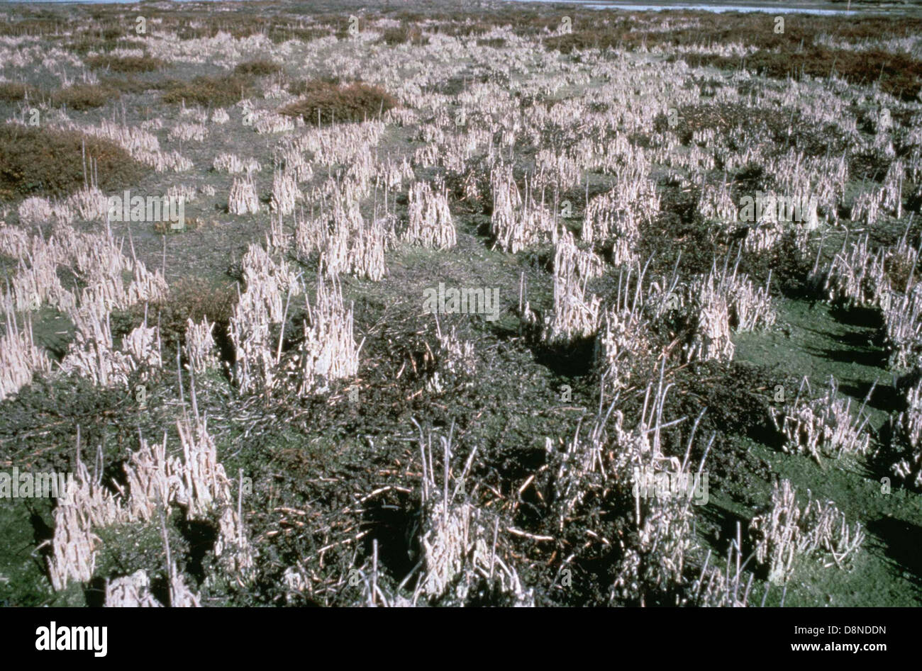 Vegetation that has been damaged by salt, showing signs of decay and ...