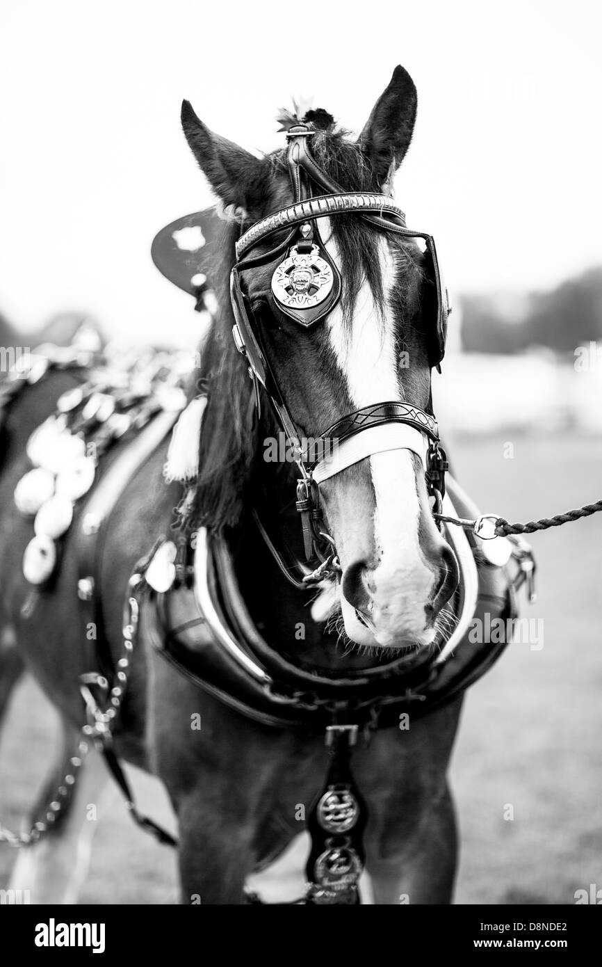 Shire horse portrait Black and White Stock Photos & Images - Alamy